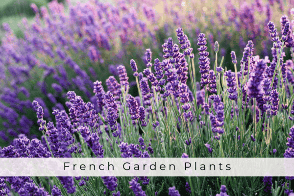 French Garden Plants | 10 Must-Have Plants for Your Chic Outdoor Space ...