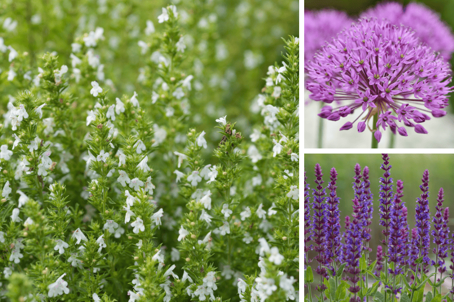 Drought Tolerant Pollinator Plants | 7 Perfect Trios for a Buzz-Worthy ...