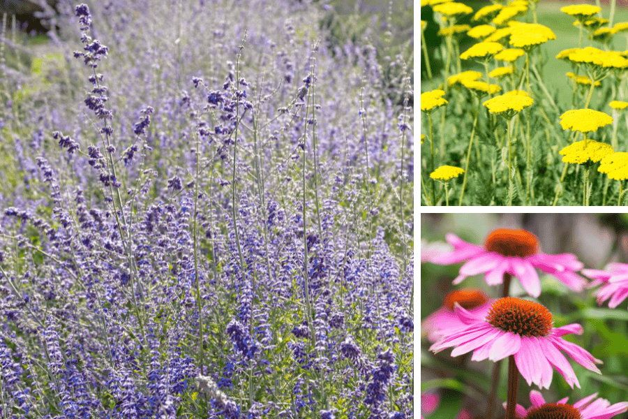 Drought Tolerant Pollinator Plants | 7 Perfect Trios for a Buzz-Worthy ...
