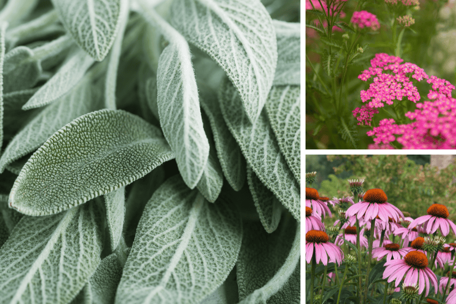 Drought Tolerant Pollinator Plants | 7 Perfect Trios for a Buzz-Worthy ...