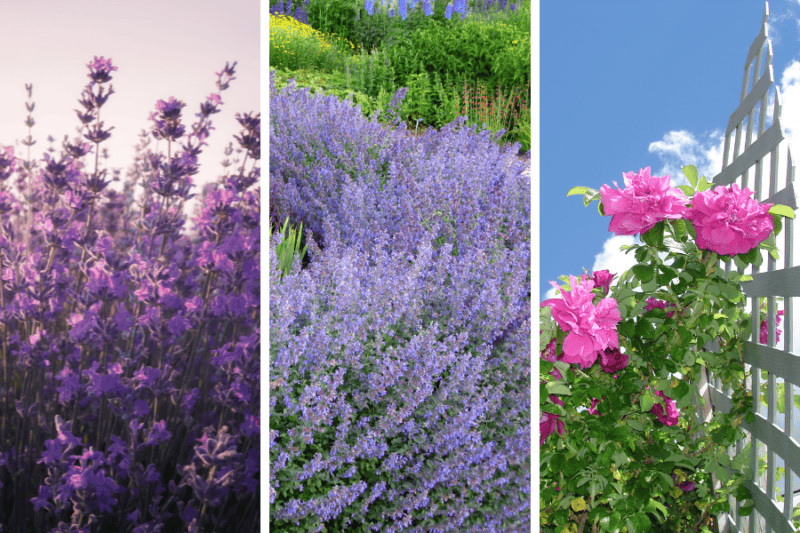 French Garden Flowers | A Midwest Guide to Provencal Splendor - French ...