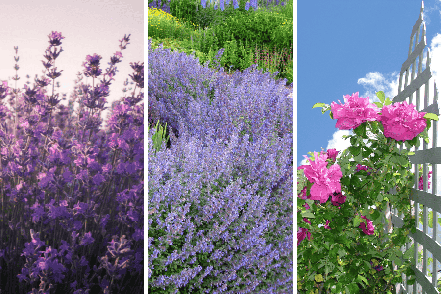 French Garden Flowers | A Midwest Guide to Provencal Splendor - French ...