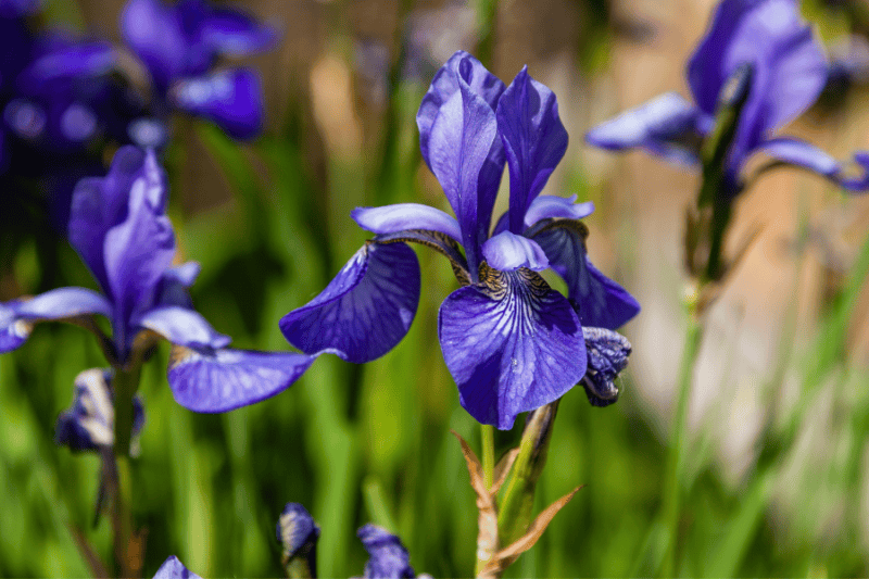 French Garden Plants | 10 Must-Have Plants for Your Chic Outdoor Space ...