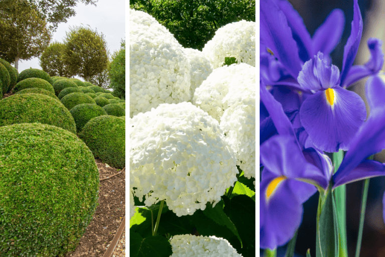 French Garden Flowers | A Midwest Guide to Provencal Splendor - French ...