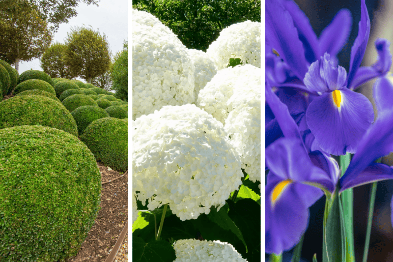 French Garden Flowers | A Midwest Guide to Provencal Splendor - French ...