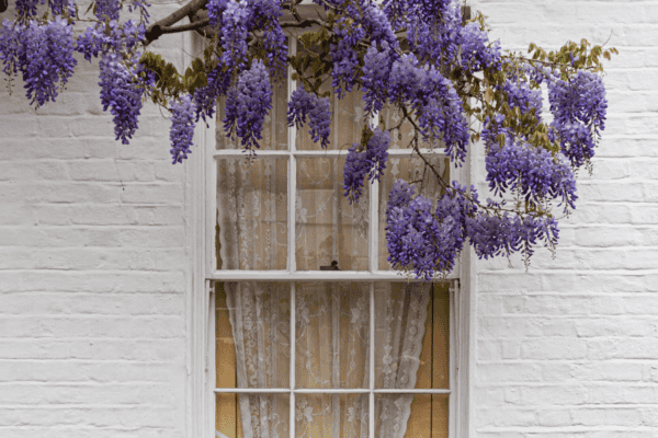 French Garden Plants | 10 Must-Have Plants for Your Chic Outdoor Space ...