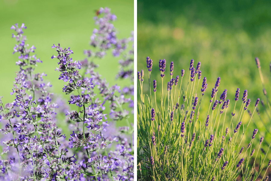 French Garden Flowers | A Midwest Guide to Provencal Splendor - French ...