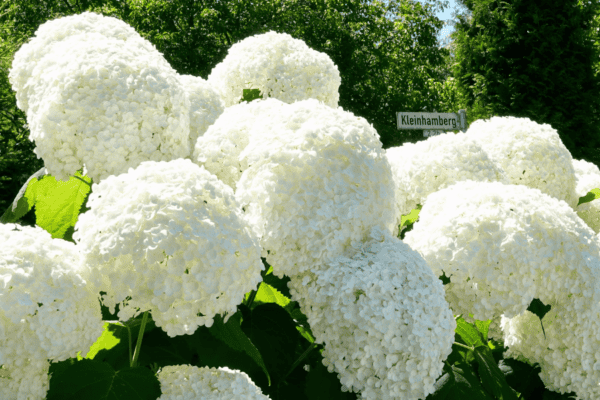 French Garden Plants | 10 Must-Have Plants for Your Chic Outdoor Space ...