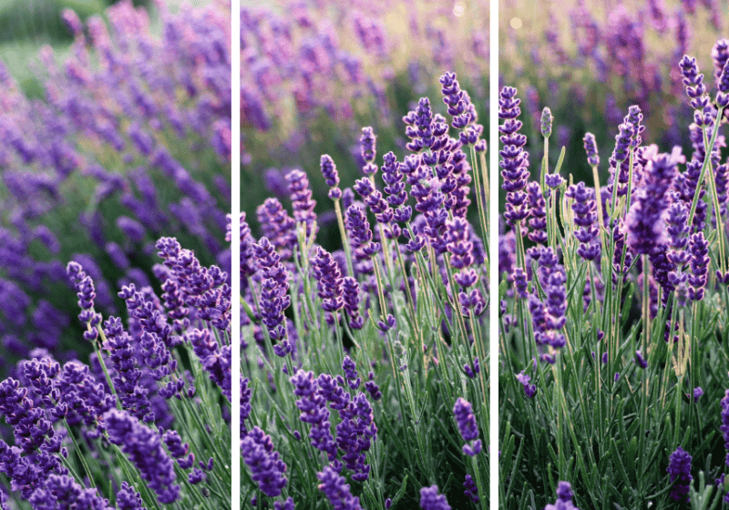 French Garden Plants | 10 Must-Have Plants for Your Chic Outdoor Space