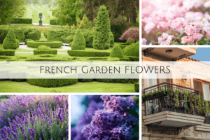French Garden Flowers | A Midwest Guide to Provencal Splendor - French ...