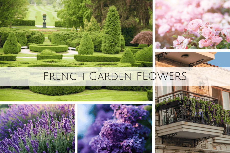 French Garden Flowers | A Midwest Guide to Provencal Splendor - French ...