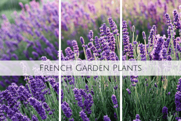 French Garden Plants | 10 Must-Have Plants for Your Chic Outdoor Space ...
