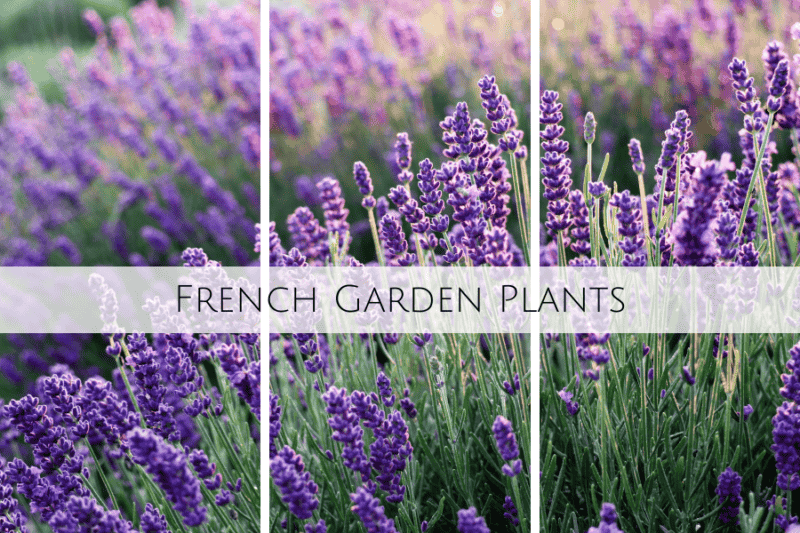 French Garden Plants | 10 Must-Have Plants for Your Chic Outdoor Space ...