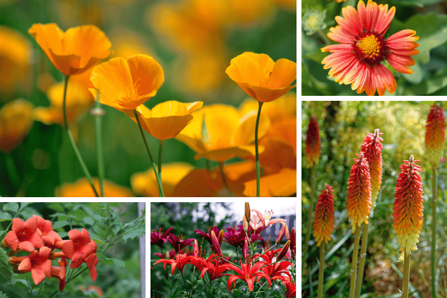 5 Low Maintenance Pollinator Garden Combo's You'll Swoon Over - French ...