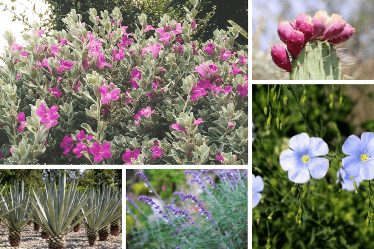 5 Low Maintenance Pollinator Garden Combo's You'll Swoon Over - French ...