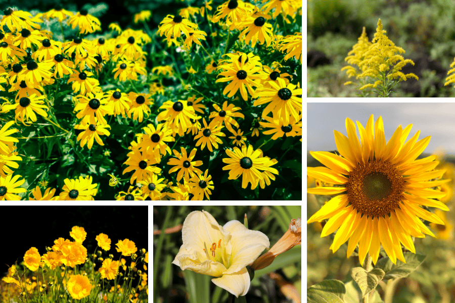 5 Low Maintenance Pollinator Garden Combo's You'll Swoon Over - French ...