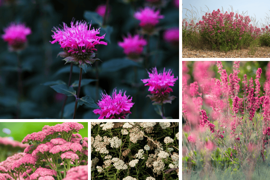 5 Low Maintenance Pollinator Garden Combo's You'll Swoon Over - French ...