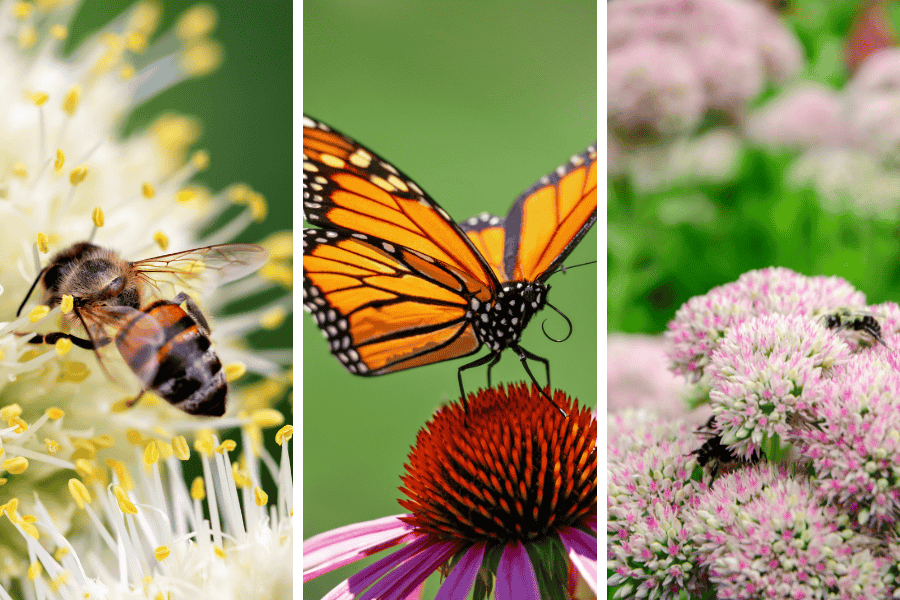 5 Low Maintenance Pollinator Garden Combo's You'll Swoon Over - French ...