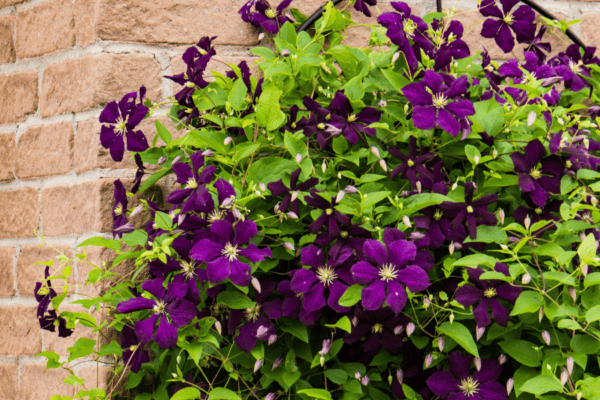 French Garden Plants | 10 Must-Have Plants for Your Chic Outdoor Space ...