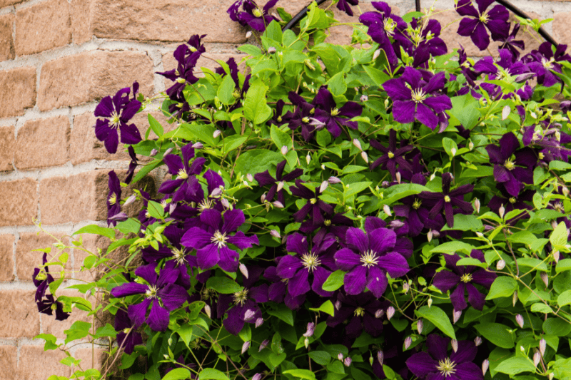 French Garden Plants | 10 Must-Have Plants for Your Chic Outdoor Space ...
