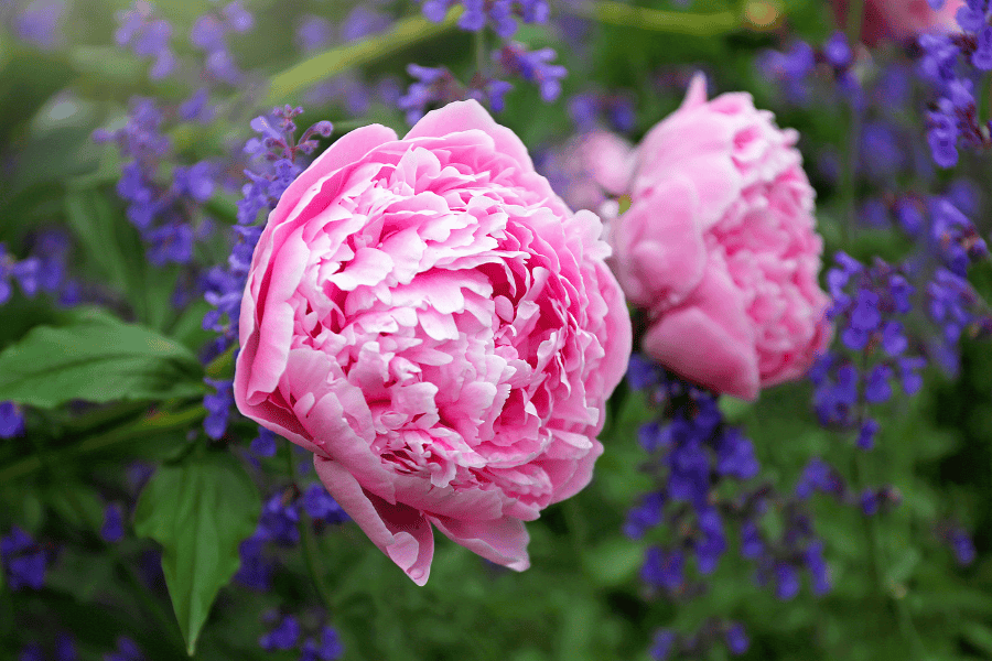 French Garden Flowers | A Midwest Guide to Provencal Splendor - French ...