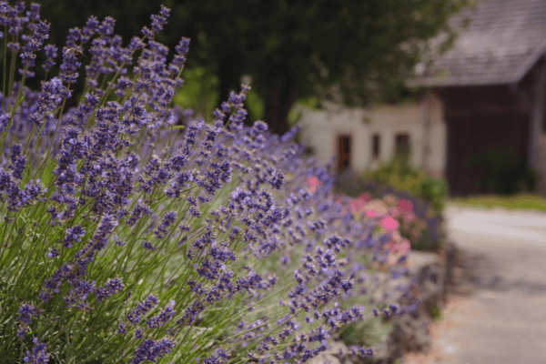 French Garden Plants | 10 Must-Have Plants for Your Chic Outdoor Space ...