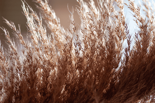 Creating Your Ideal Prairie Garden Layout: Tips and Strategies for a ...