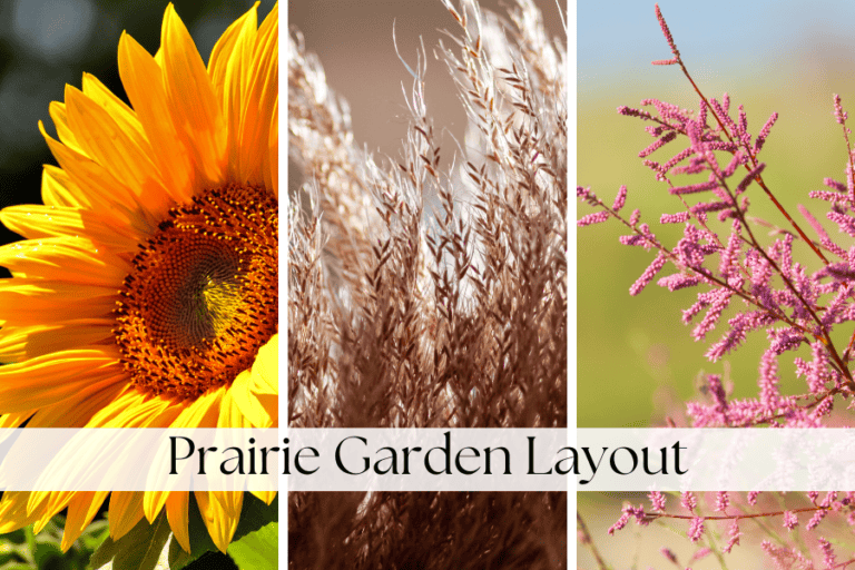 Creating Your Ideal Prairie Garden Layout: Tips and Strategies for a ...