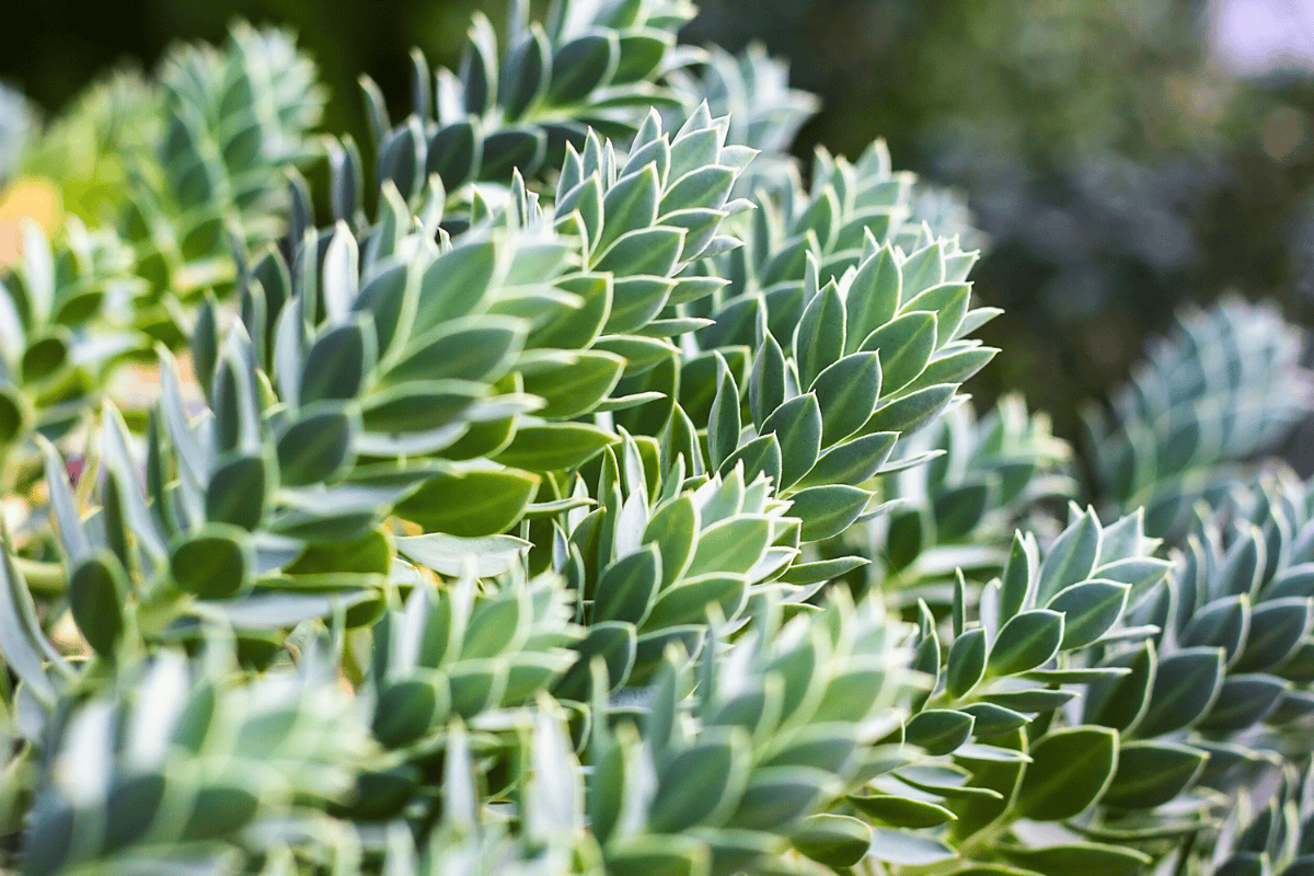 Low-Maintenance French Garden Plants for Naturalistic Gardens - French ...