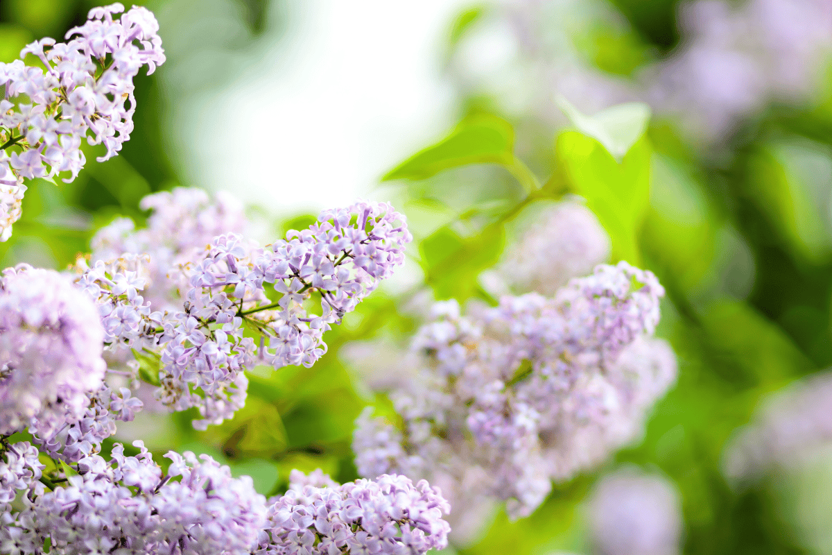 7 Cottage Garden Shrubs That Provide Structure and Seasonal Color ...